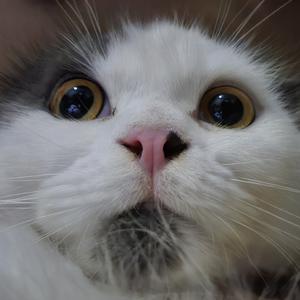 PICO Store - Virtual Desktop